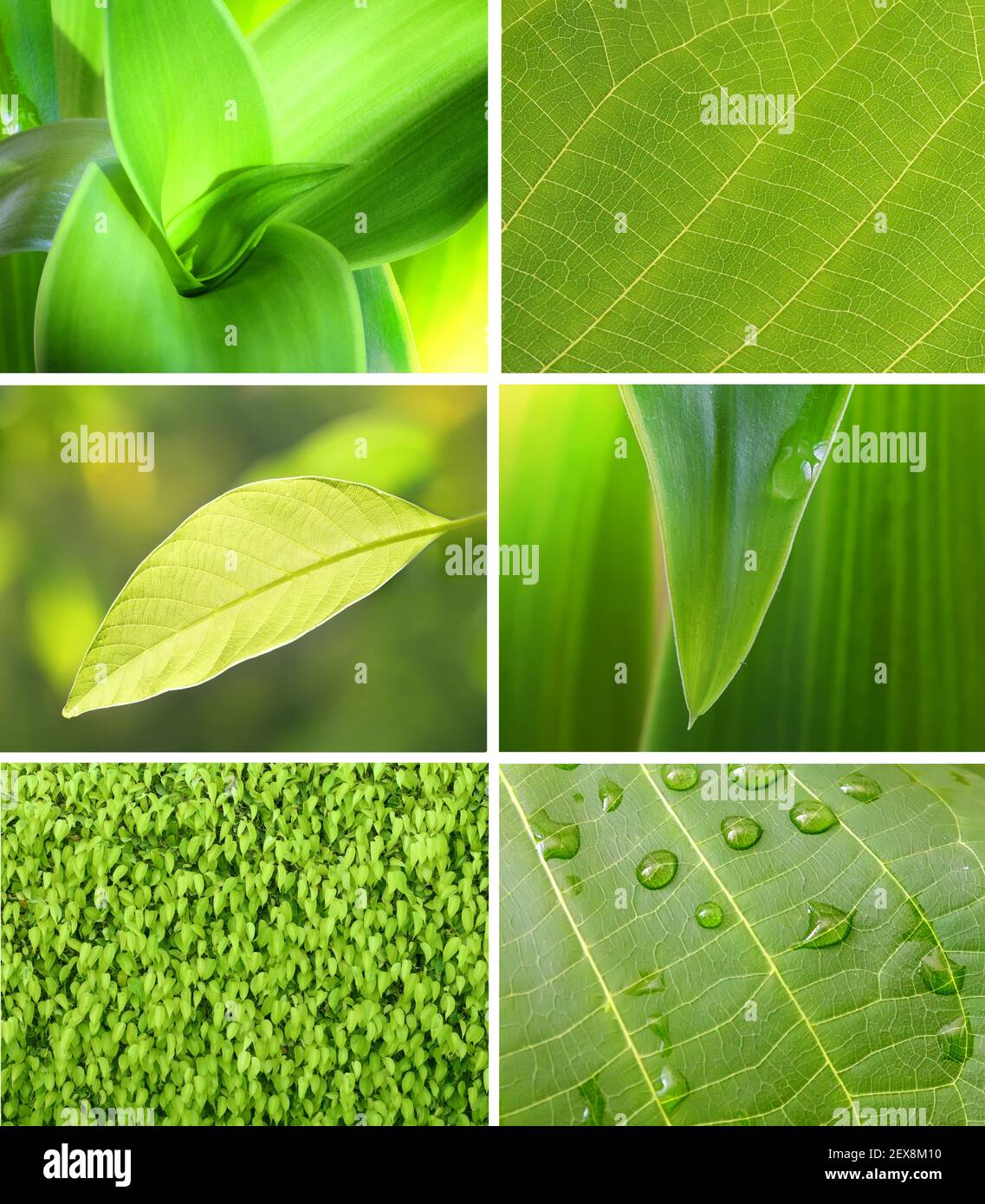 Green collection hi-res stock photography and images - Alamy