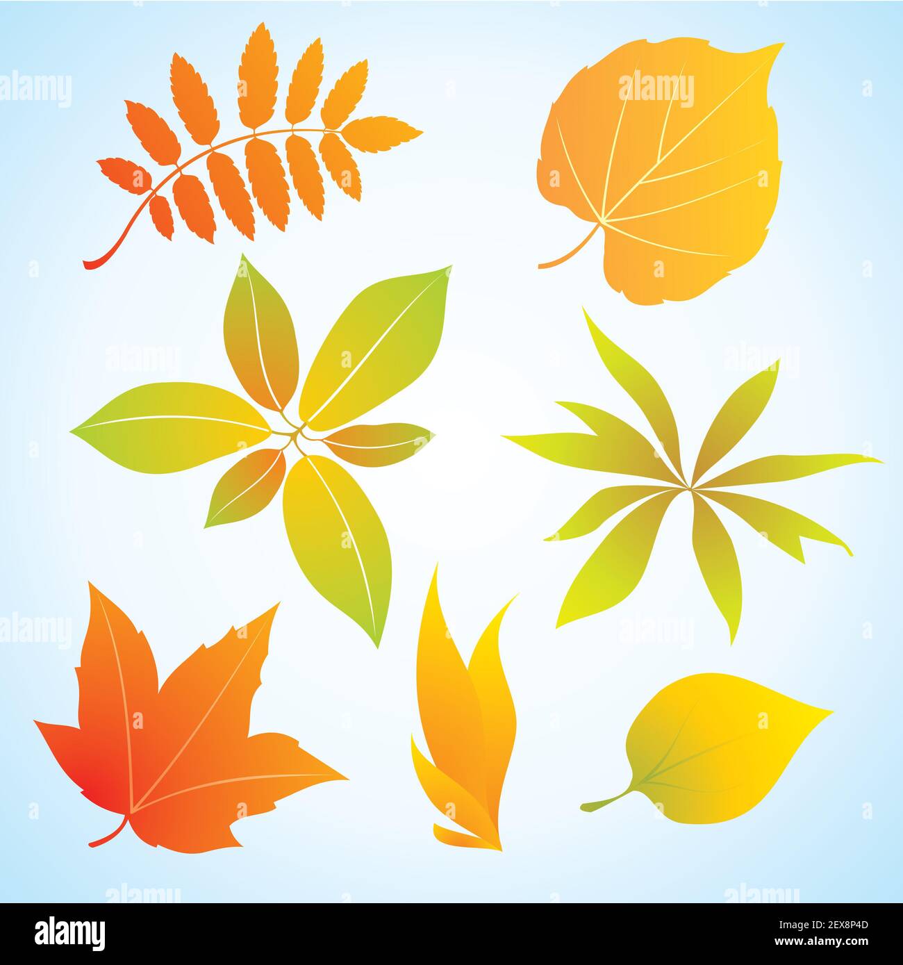 Set of leaf Stock Photo - Alamy
