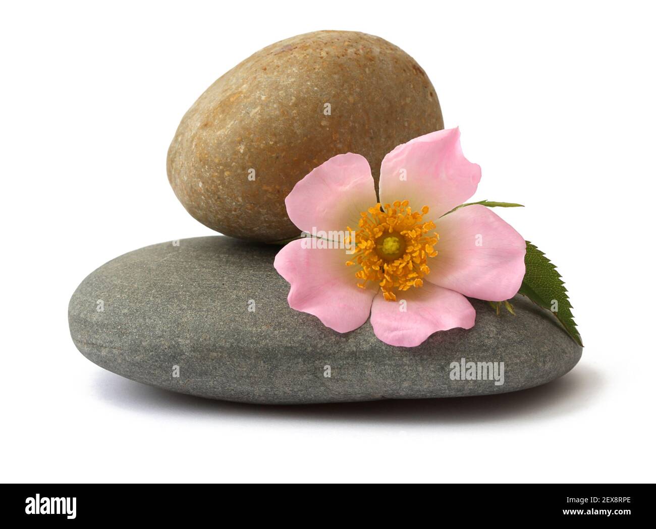 Stone with flower Stock Photo - Alamy
