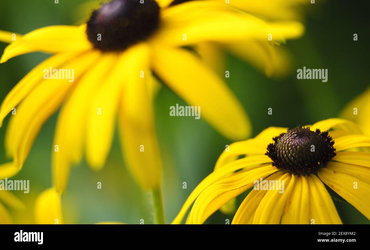 Echinacea paradoxa hi-res stock photography and images - Alamy