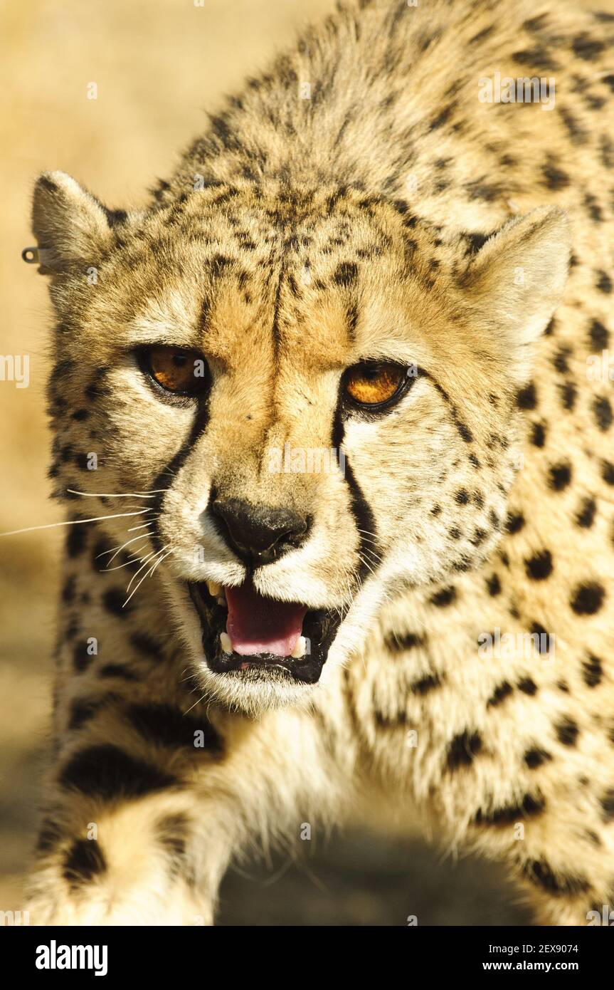 Aggression display cheetah (Acinonyx jubatus Stock Photo - Alamy