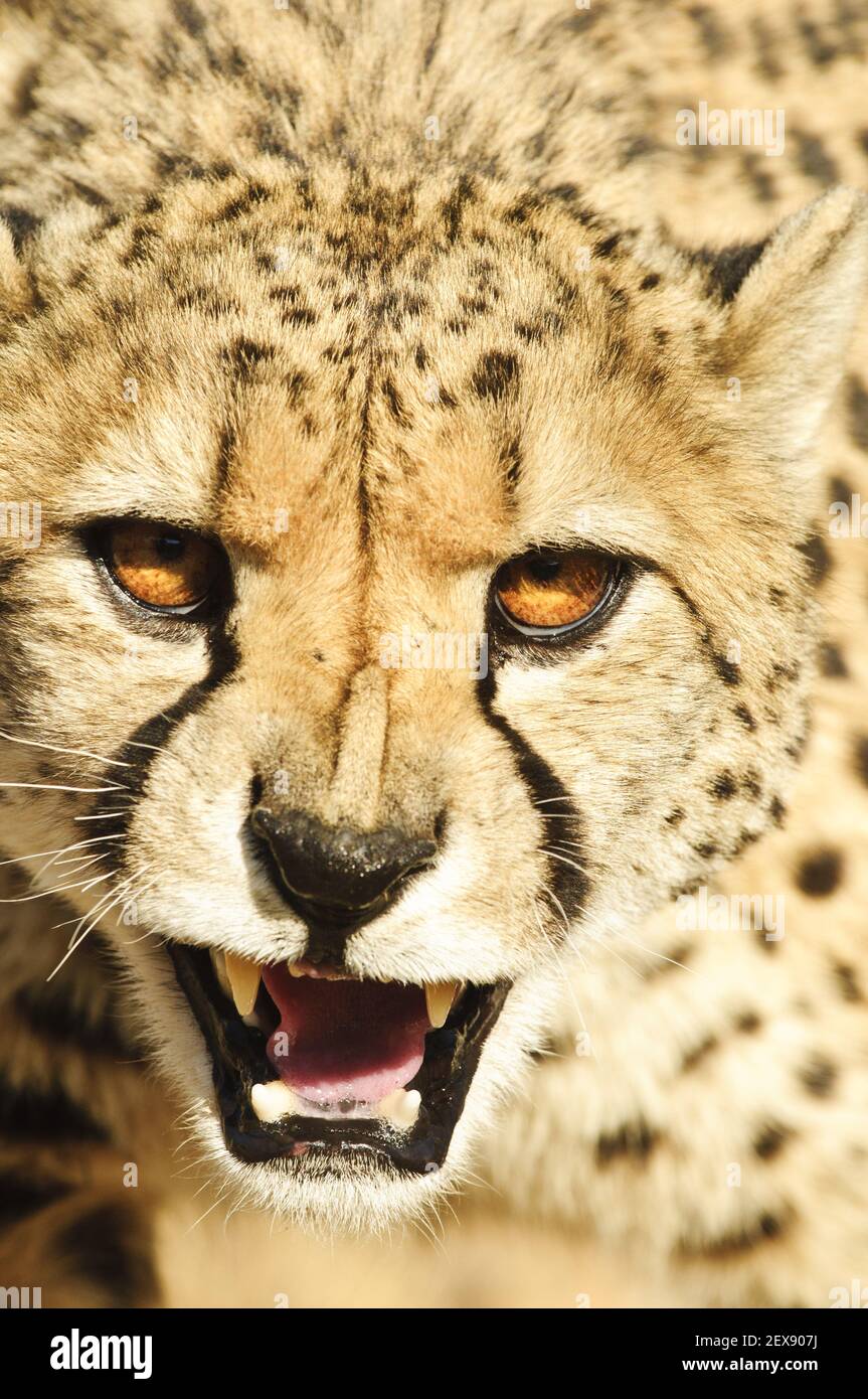 Aggression display cheetah (Acinonyx jubatus Stock Photo - Alamy