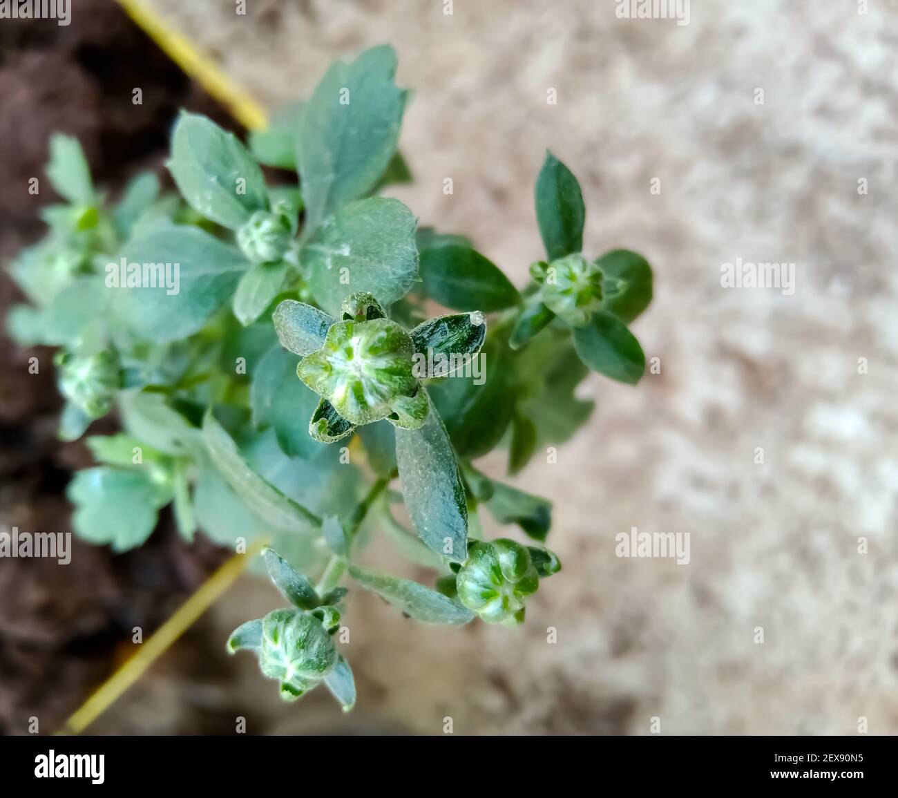 Beautiful Flowering tree in the Indian environment Chrysanthemum ...