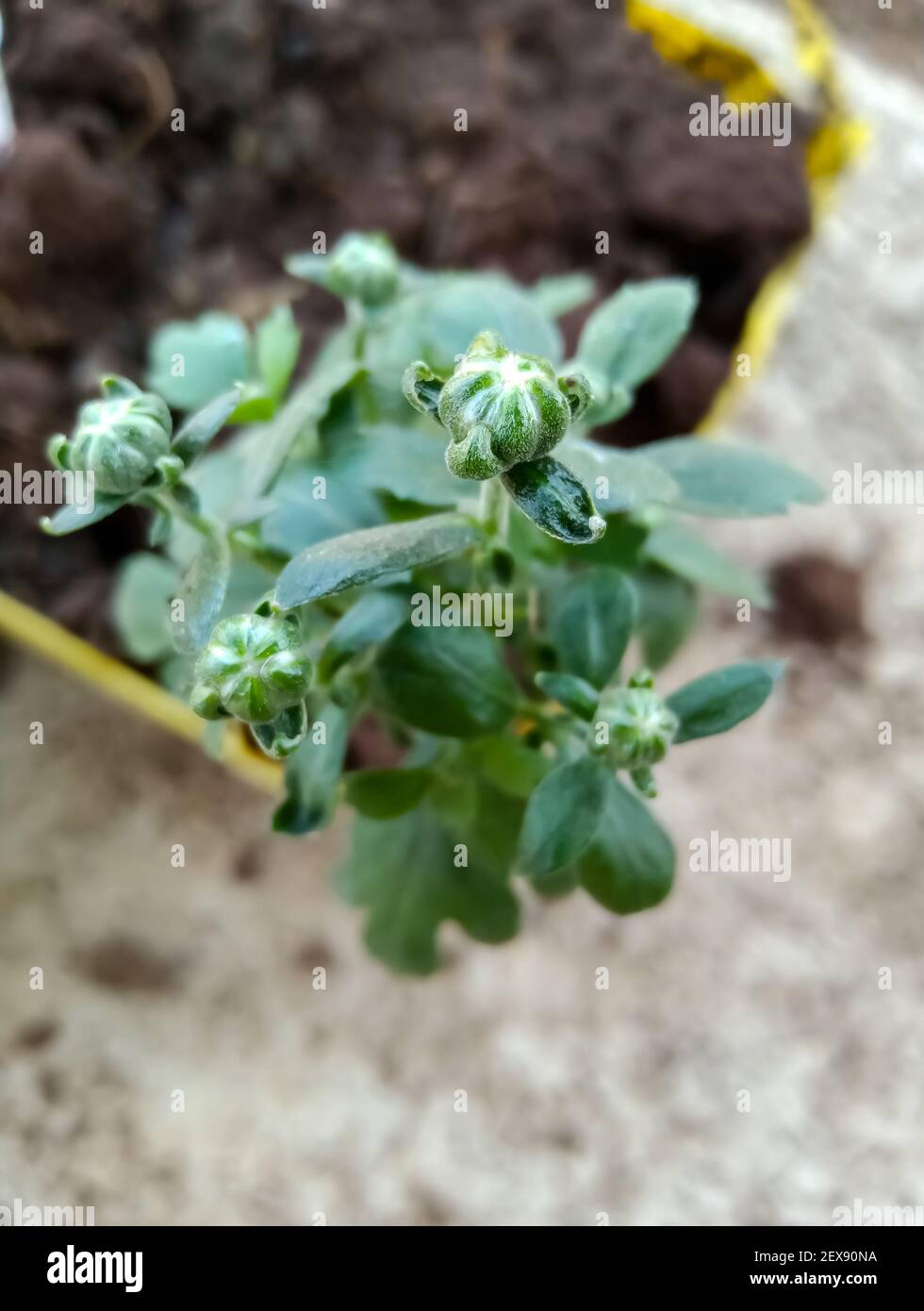 Indian shevanti flower hi-res stock photography and images - Alamy