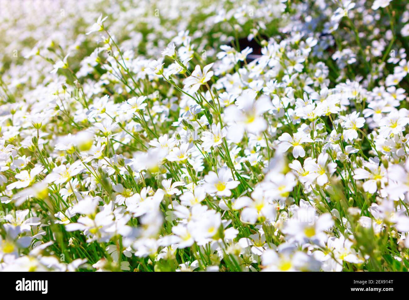 White flowers background . Natural floral area Stock Photo - Alamy