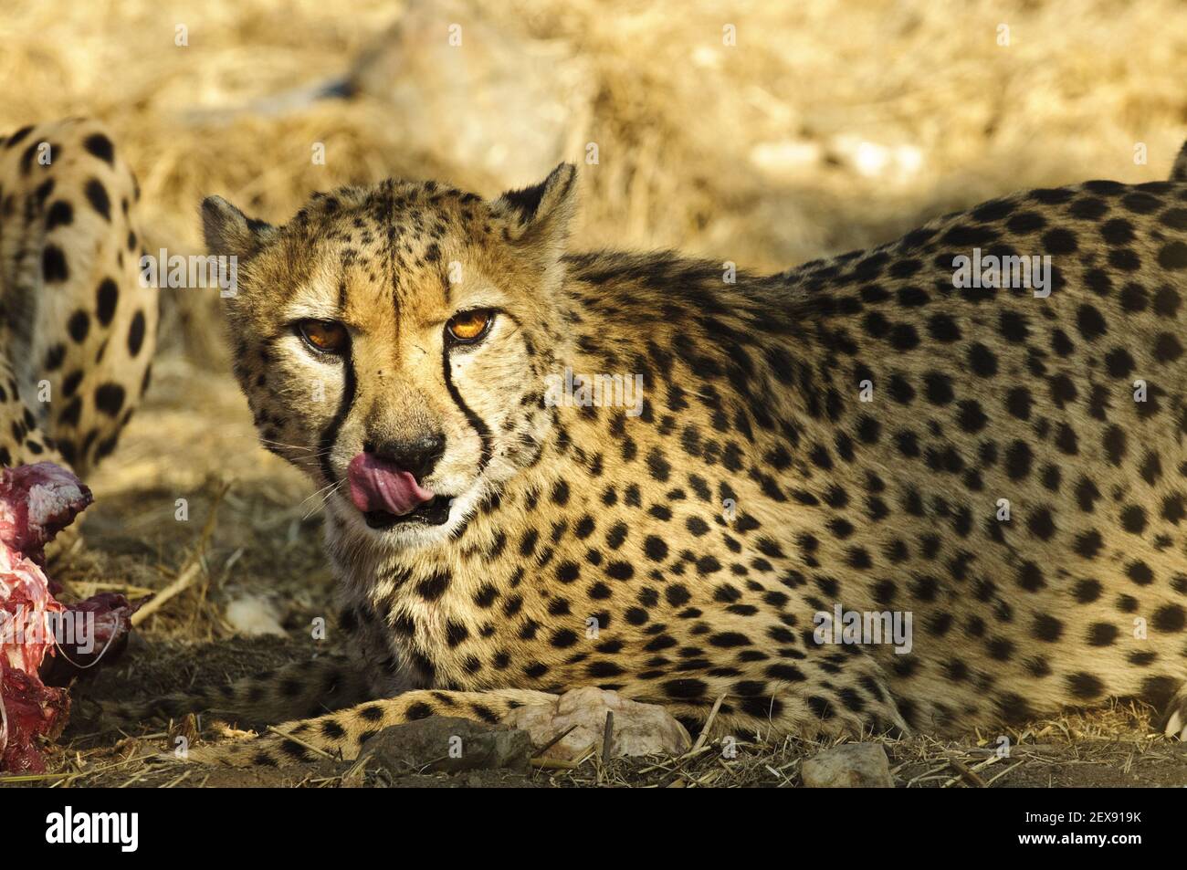 Feeding cheetahs (Acinonyx jubatus Stock Photo - Alamy