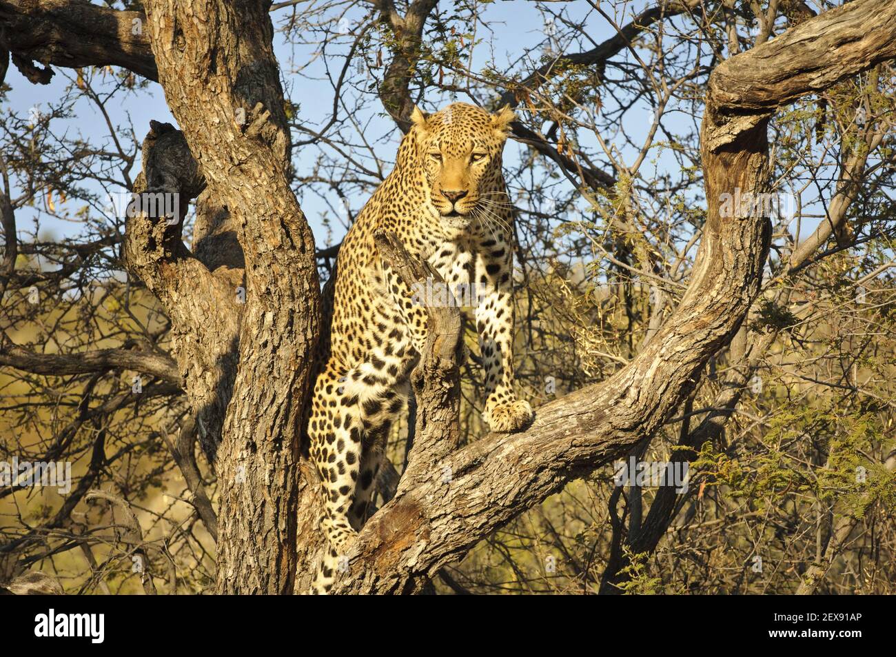 Climbing leopard (Panthera pardus Stock Photo - Alamy