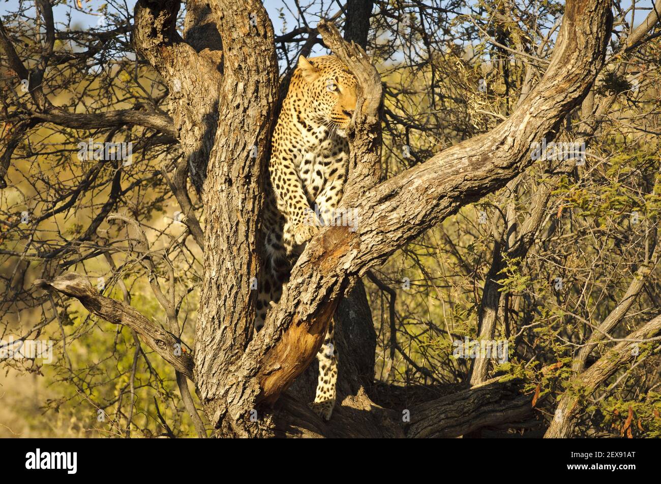 Climbing leopard (Panthera pardus Stock Photo - Alamy