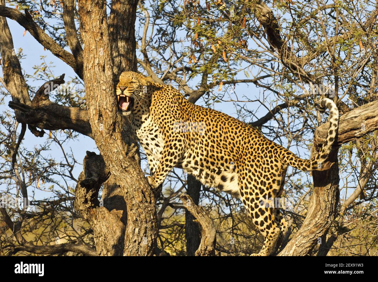 Climbing leopard (Panthera pardus Stock Photo - Alamy
