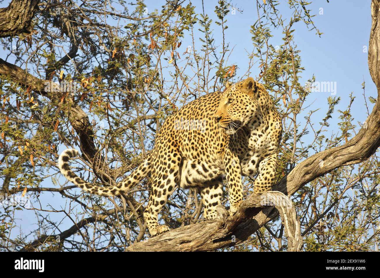 Climbing leopard (Panthera pardus Stock Photo - Alamy
