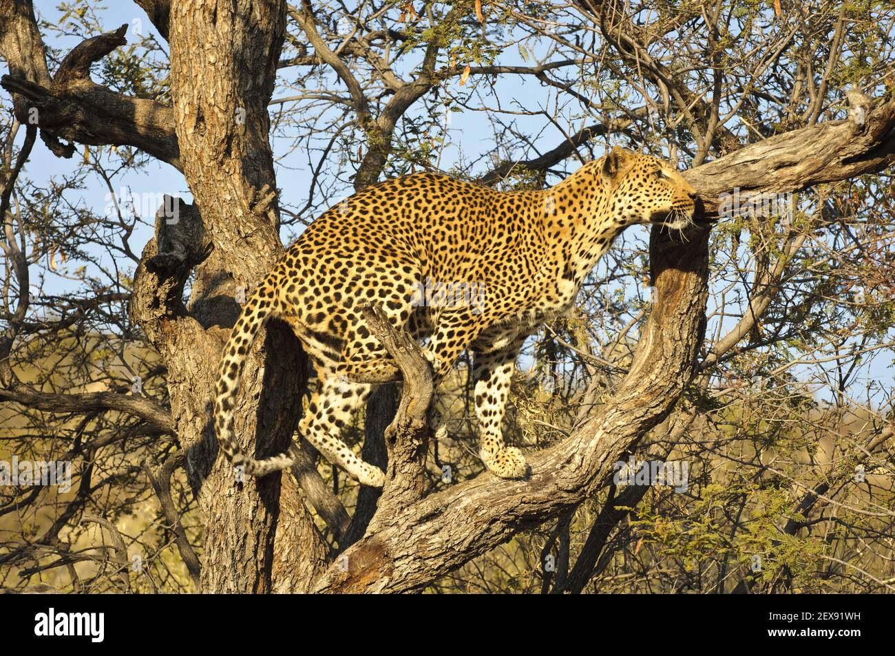 Climbing leopard (Panthera pardus Stock Photo - Alamy