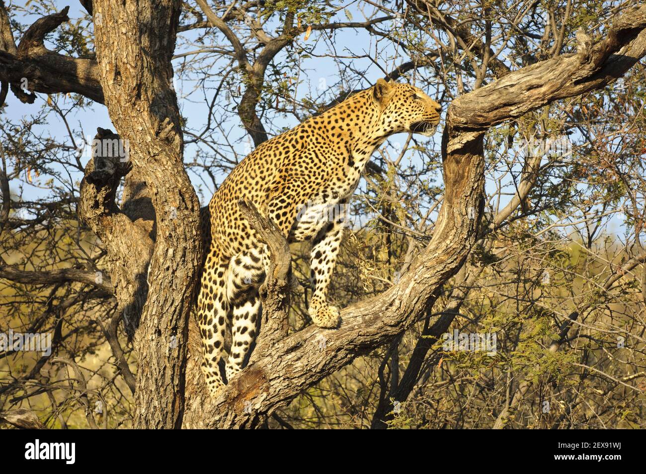 Climbing leopard (Panthera pardus Stock Photo - Alamy