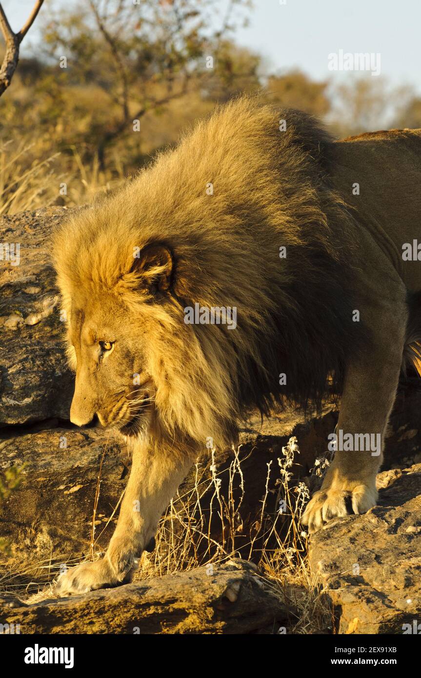 Male lion (Panthera leo Stock Photo - Alamy