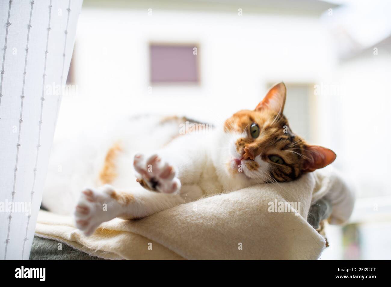 Cute cat with her warm and lovely face playing with their paws at ...