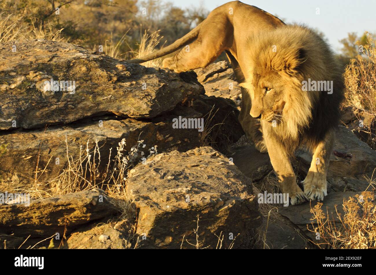 Felis leo lion hi-res stock photography and images - Alamy