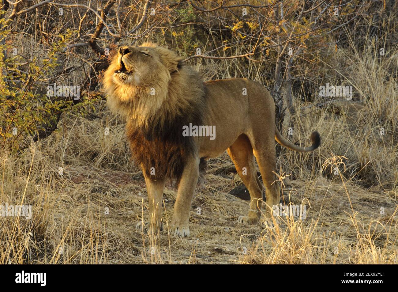 Felis pardus hi-res stock photography and images - Alamy