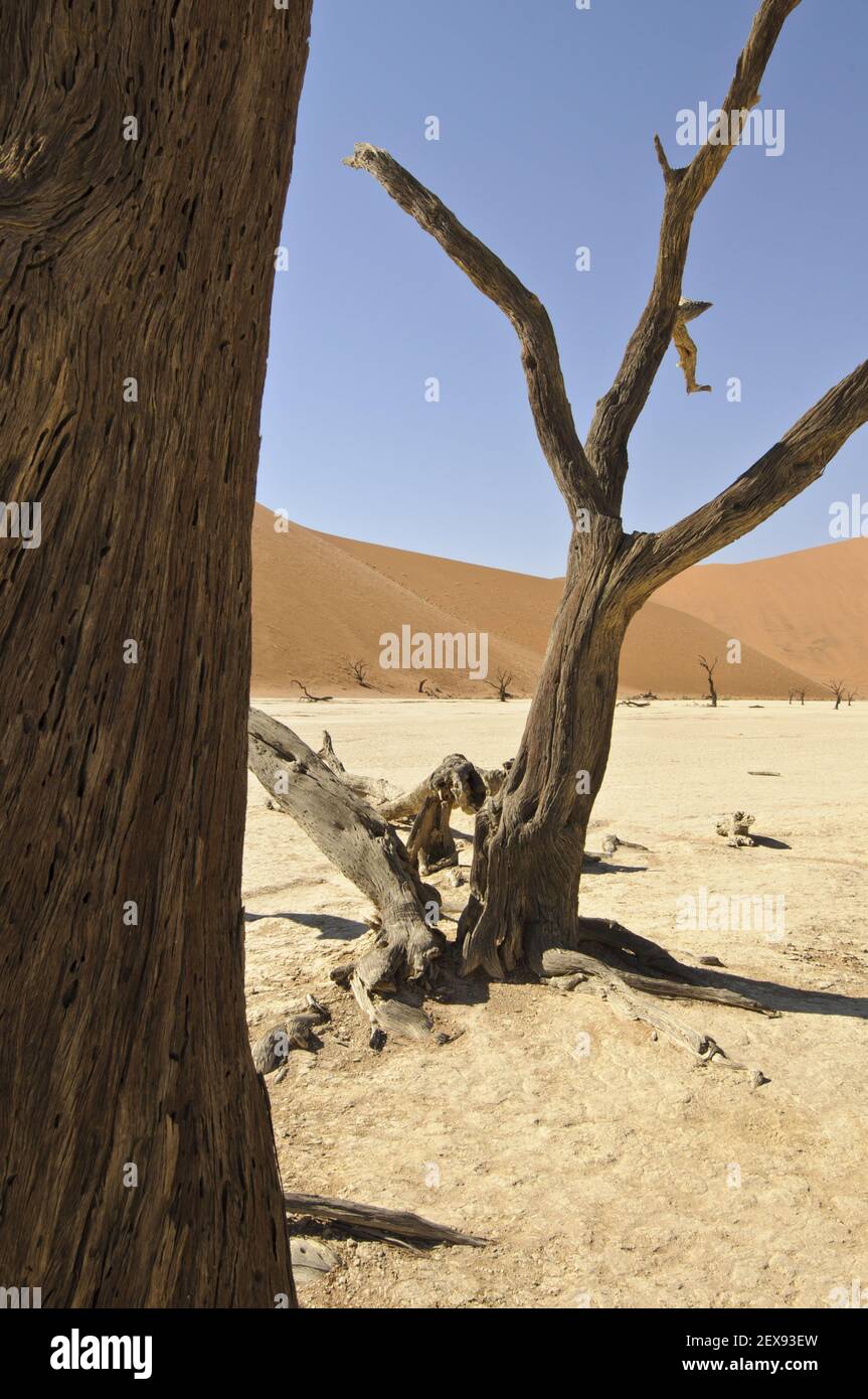 Africa namibia dead vlei hi-res stock photography and images - Alamy