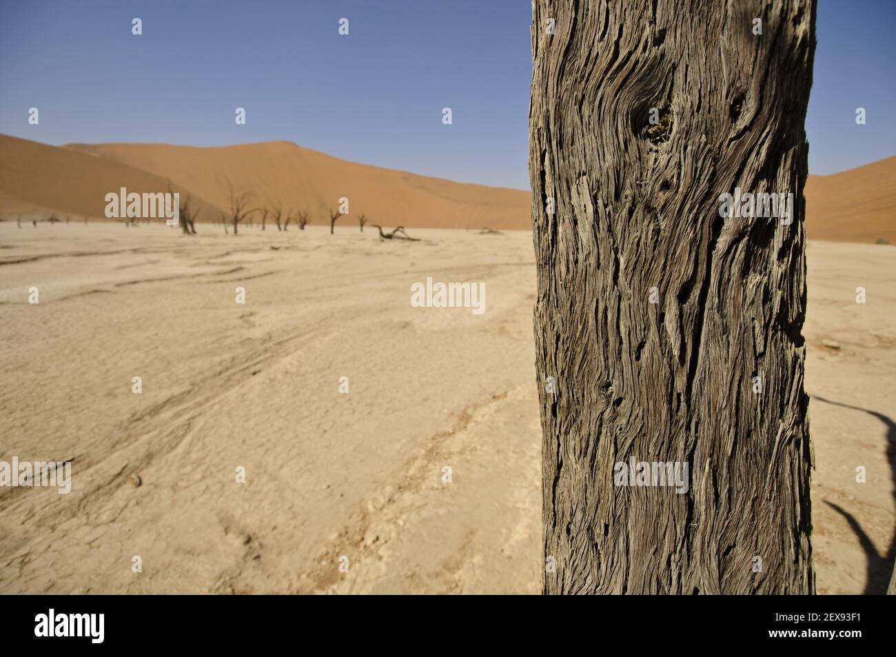 Dead wood desert hi-res stock photography and images - Alamy