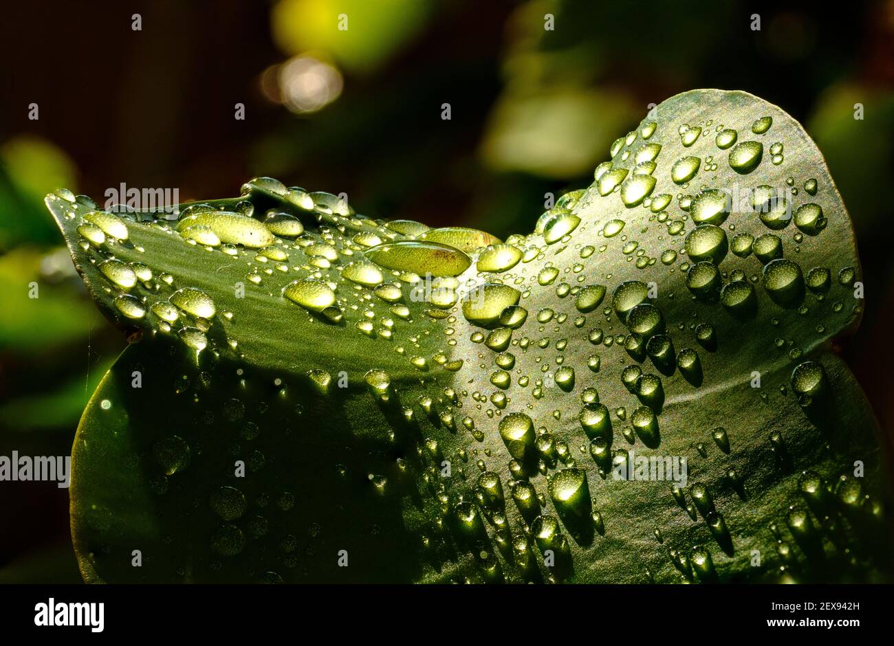 Raindrops Falling From Leaves