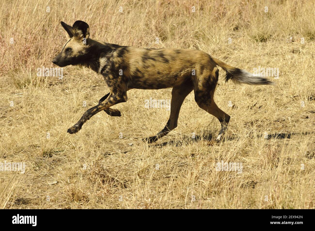African Wild dog (Lycaon pictus Stock Photo - Alamy