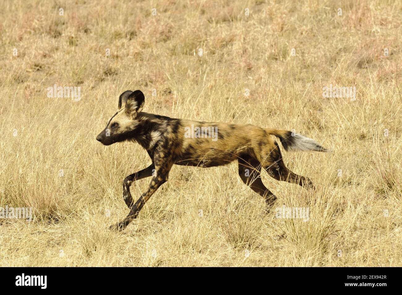 African wild dogs running hi-res stock photography and images - Alamy
