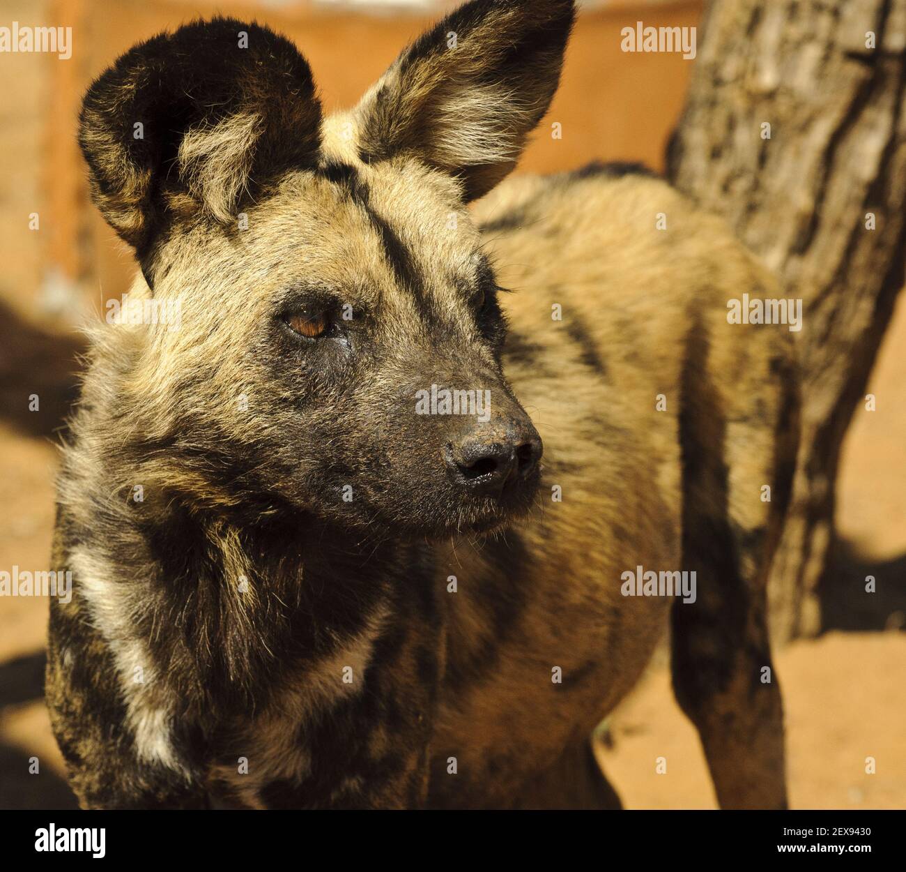 African hound dog hi-res stock photography and images - Alamy