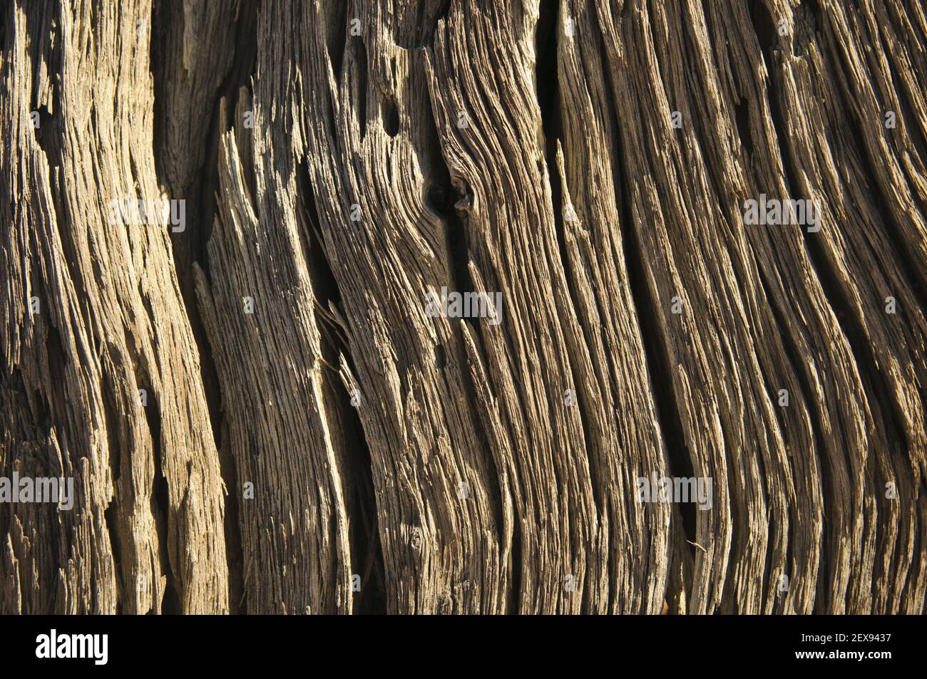 Dead wood surface Stock Photo - Alamy