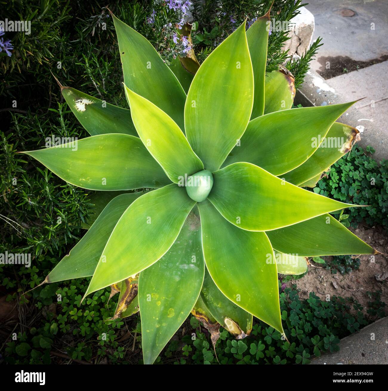 Agave attenuata plant hi-res stock photography and images - Alamy