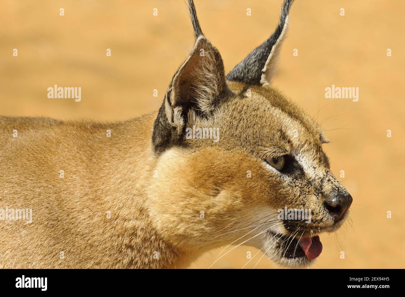 Caracal carnivorous animal hi-res stock photography and images - Alamy