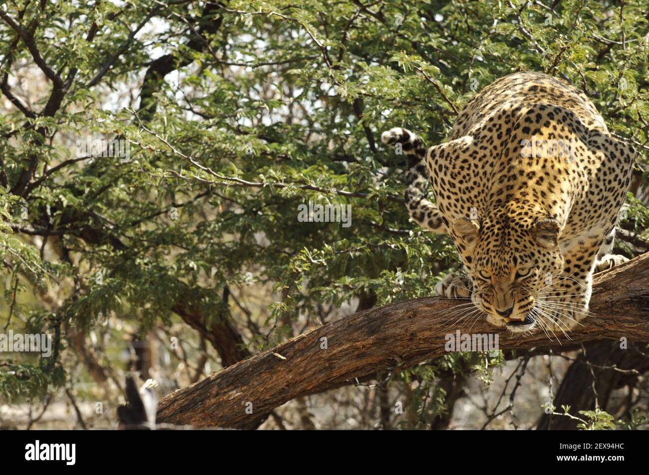 Climbing Leopard (Panthera pardus Stock Photo - Alamy