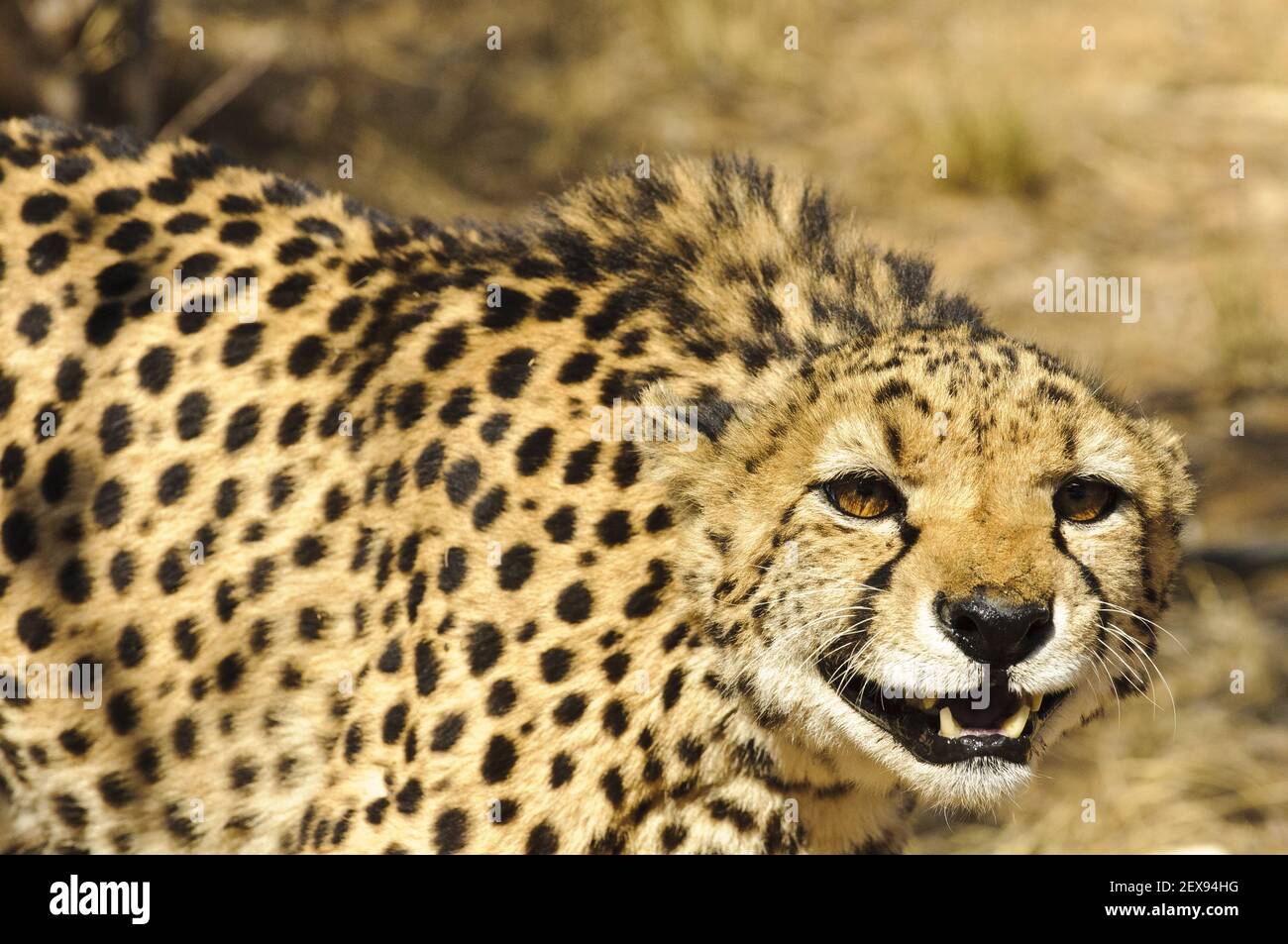 Cheetah (Acinonyx jubatus Stock Photo - Alamy