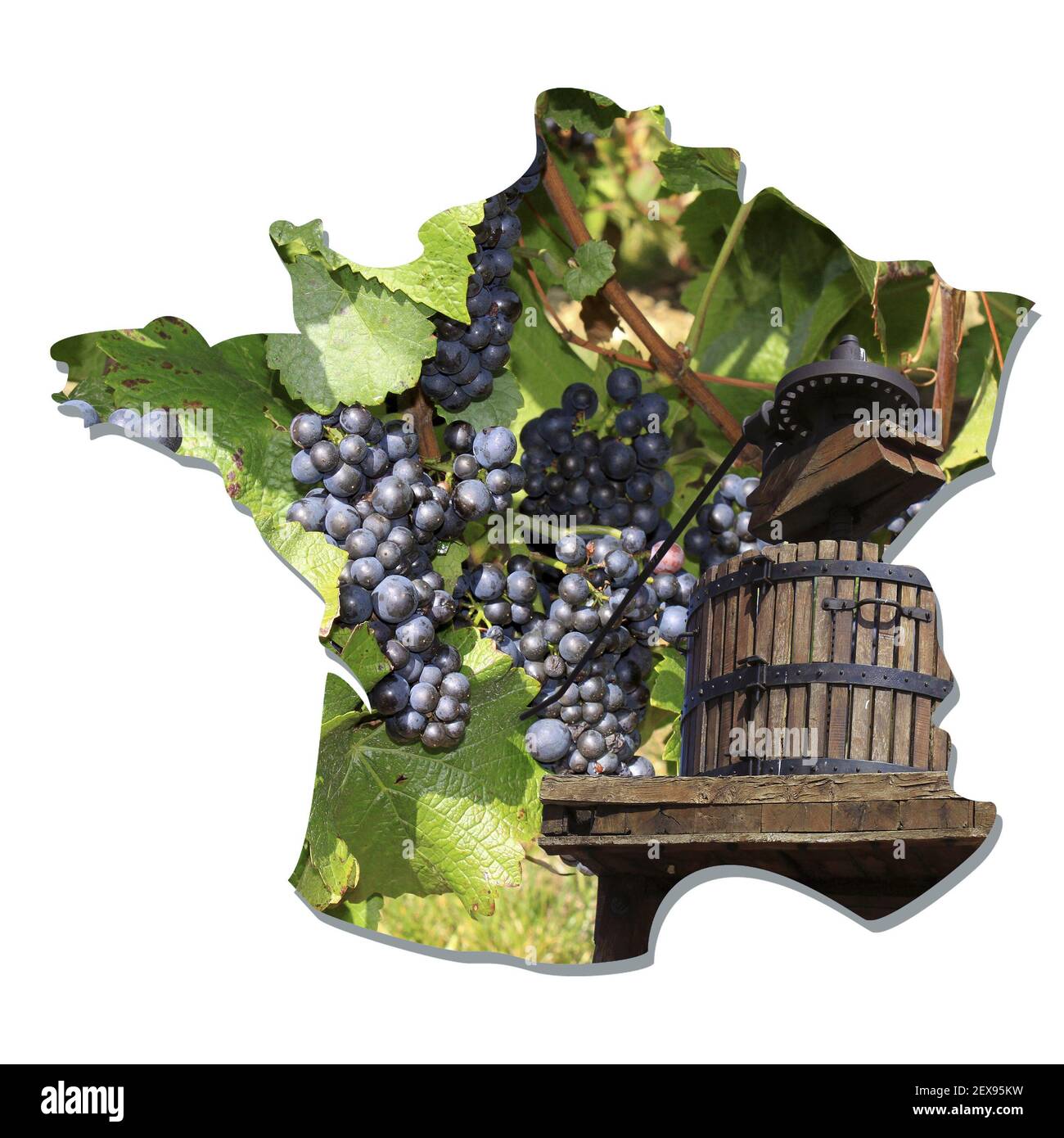 Fruit vines Cut Out Stock Images & Pictures - Alamy