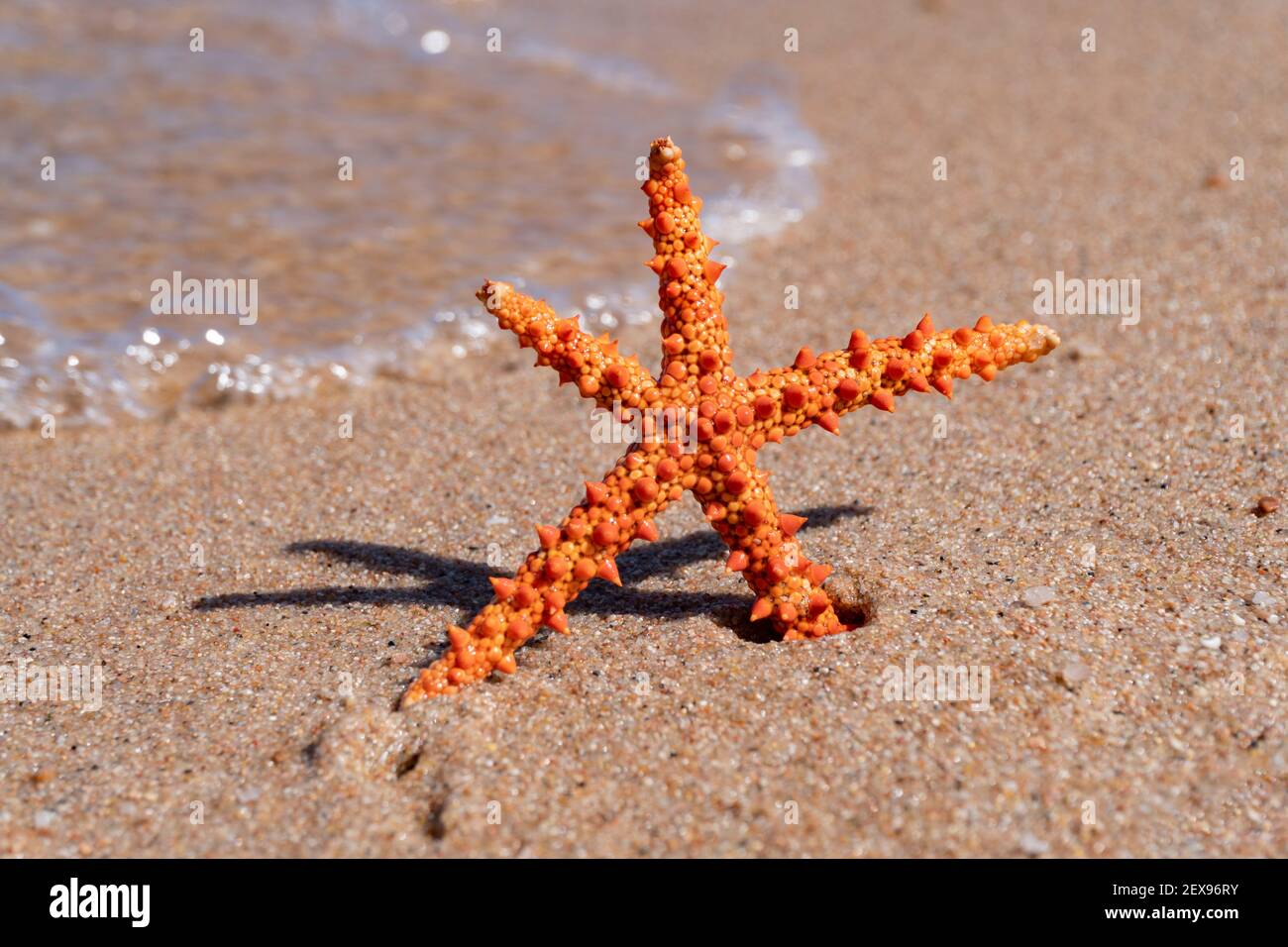 View at orange beautiful sea star standing at the sand on seashore ...
