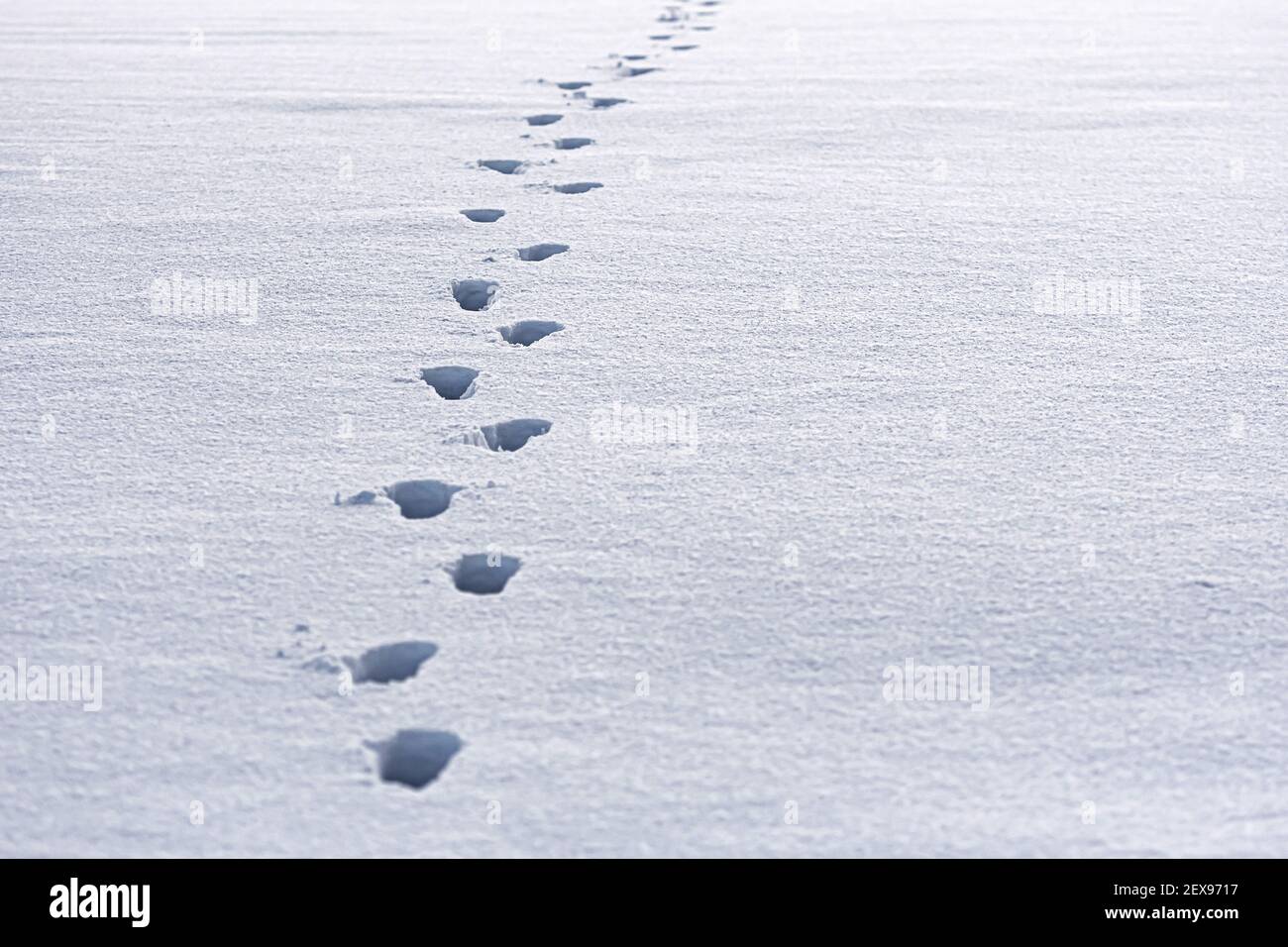 Close up human foot hi-res stock photography and images - Alamy