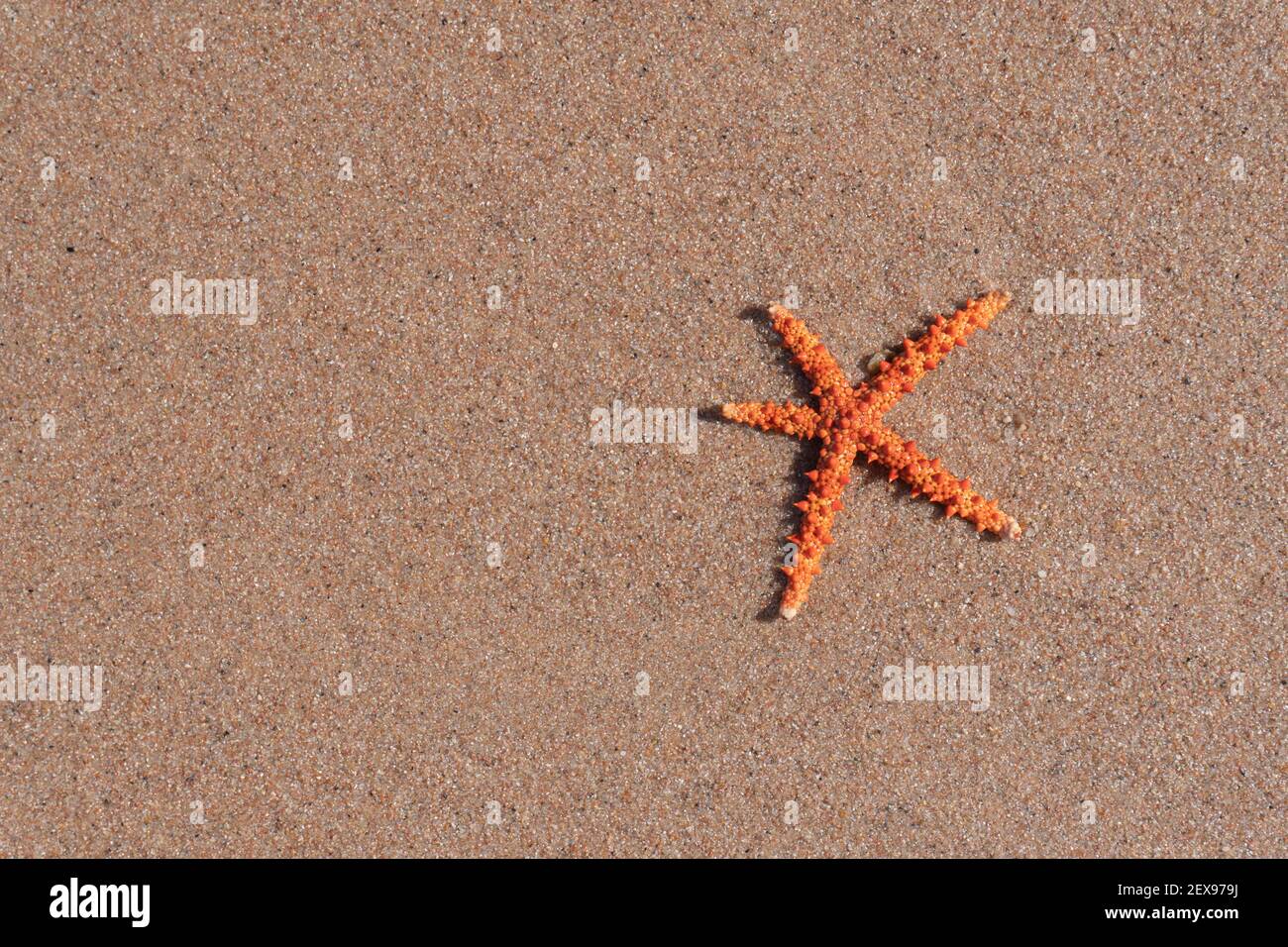 Starfish closeup view hi-res stock photography and images - Alamy