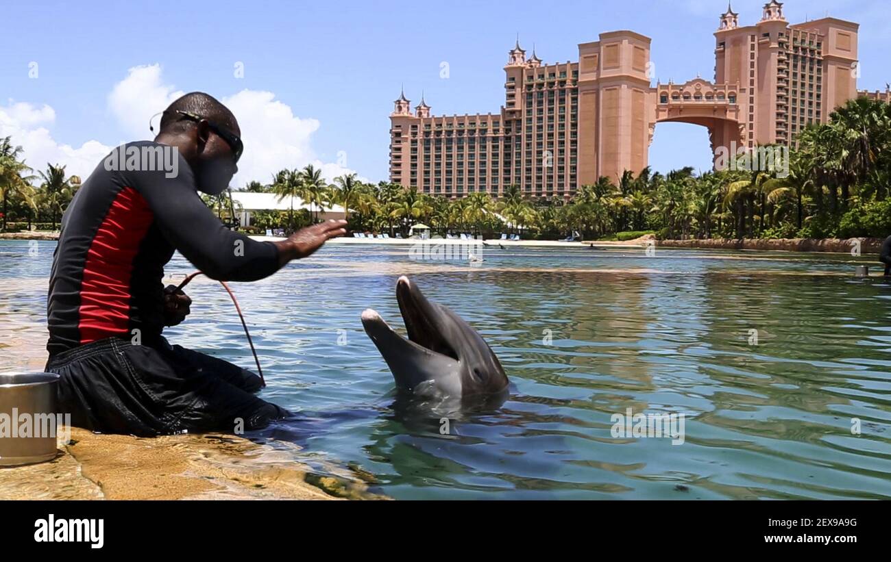 A trainer works with one of the Marine Life dolphins at the Dolphin Cay ...