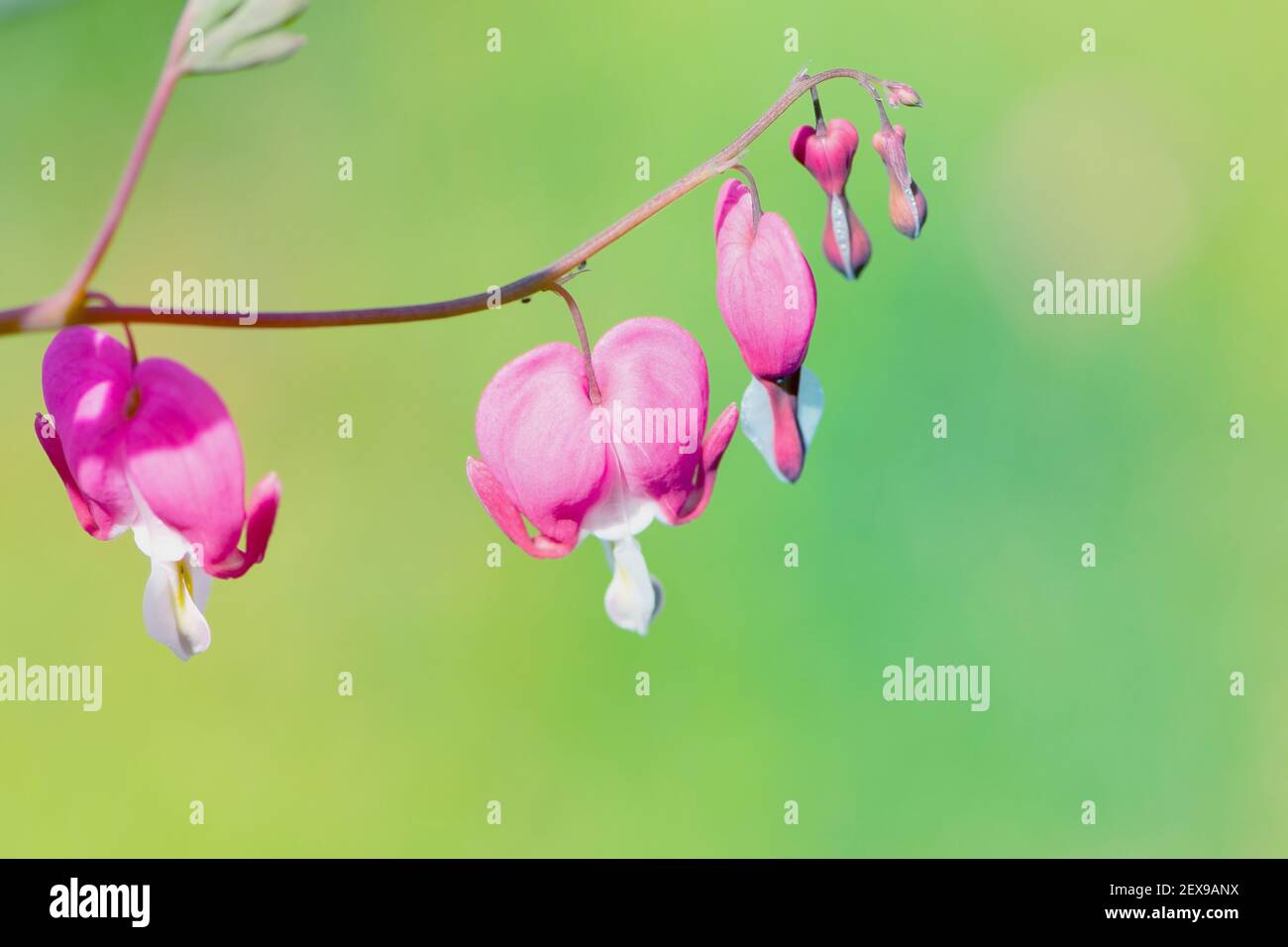 Bleeding heart macro latin hi-res stock photography and images - Alamy