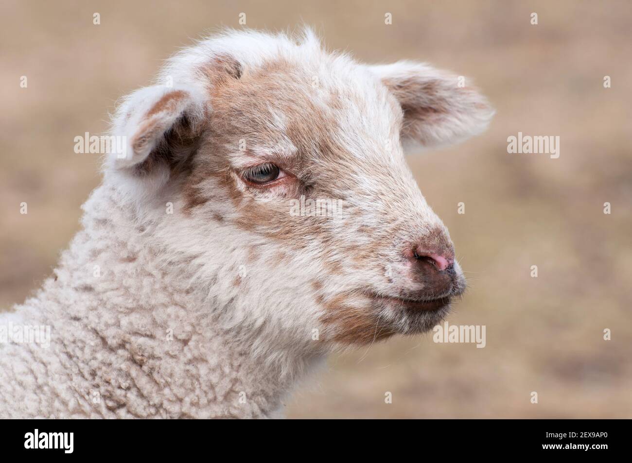 Cloud lamb hi-res stock photography and images - Alamy