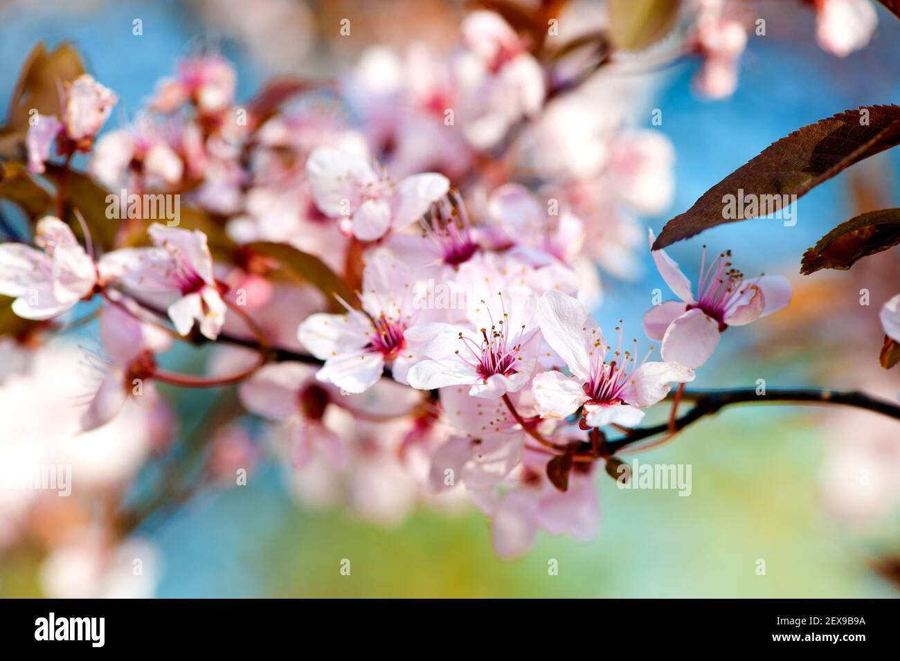Japanese cherry fruit hi-res stock photography and images - Alamy