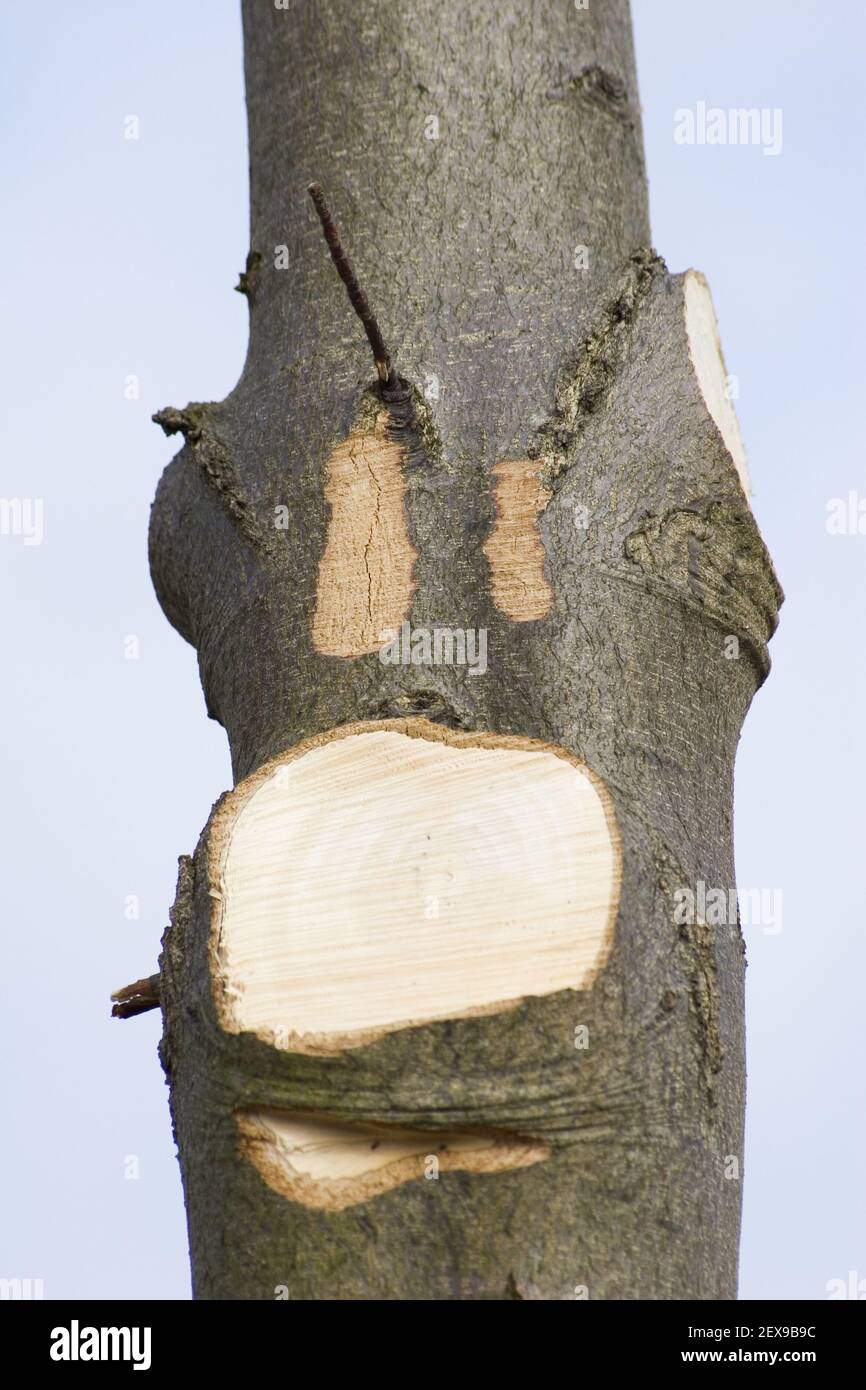 Truncated tree hi-res stock photography and images - Alamy