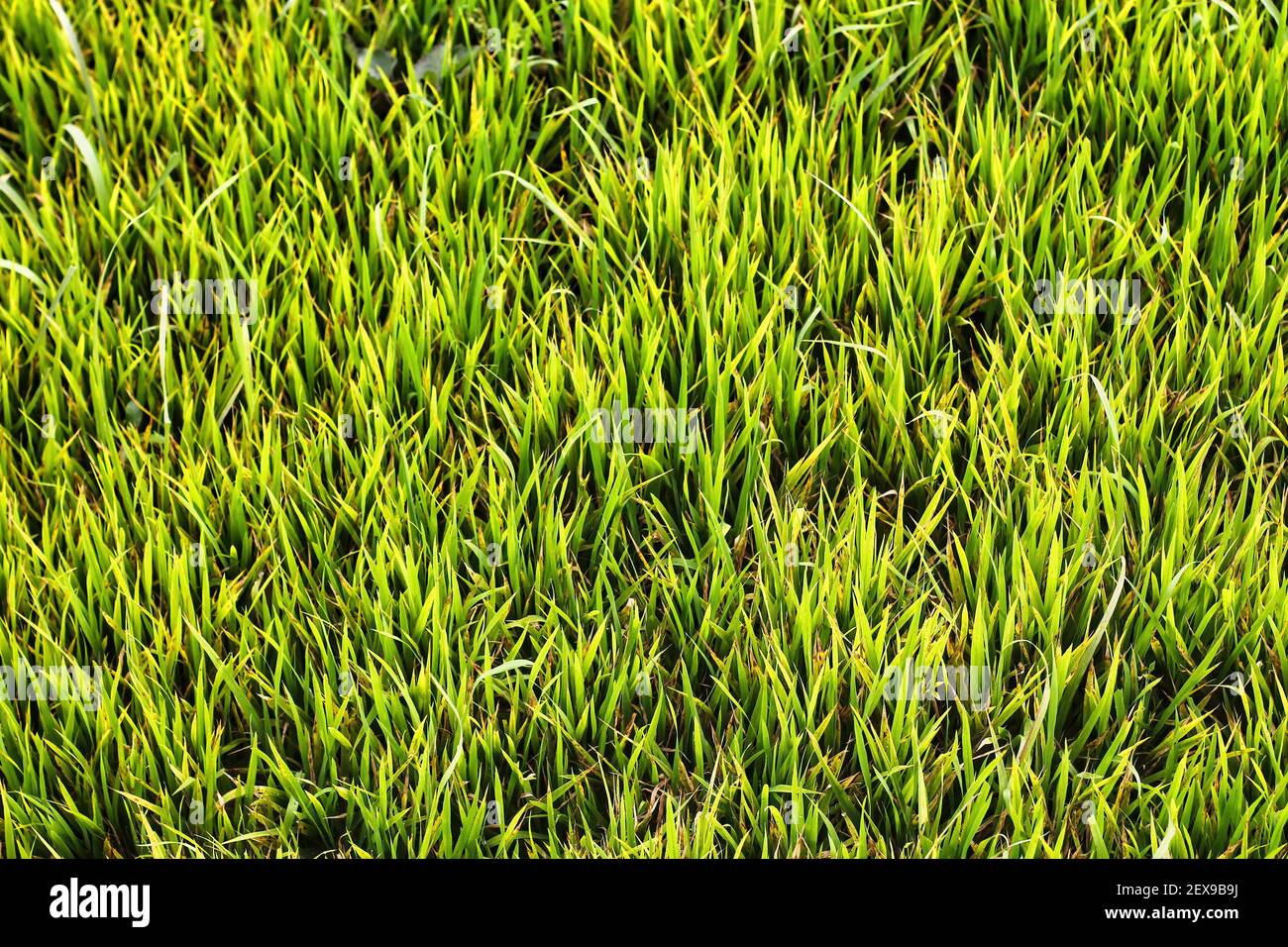 Fresh green rice fields. Texture of green leaves of rice Stock Photo ...