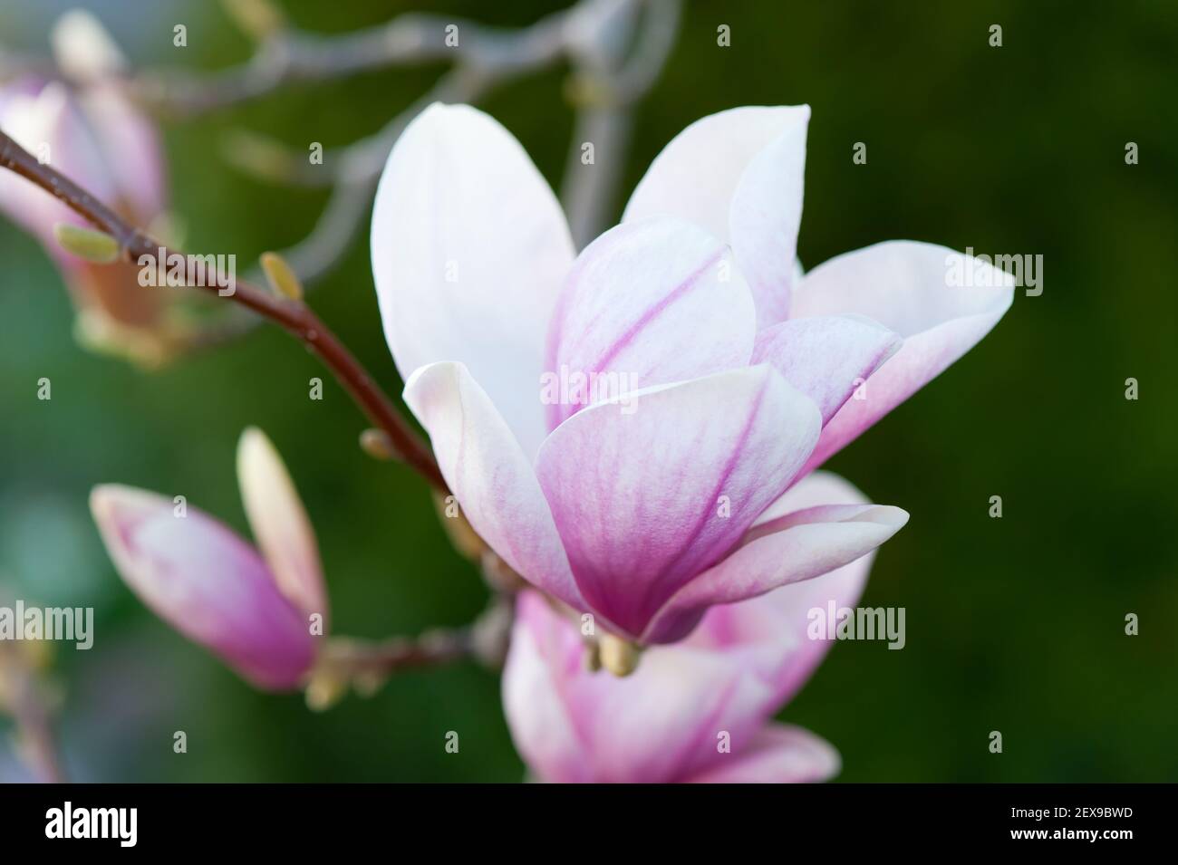 Magnolia symbol hi-res stock photography and images - Alamy