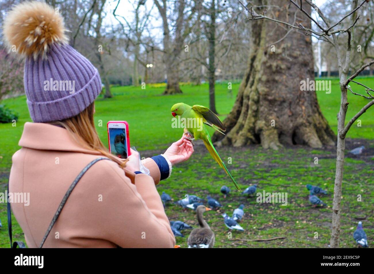 London, UK, 4 March 2021 People feeding parakeets in St James Park ...