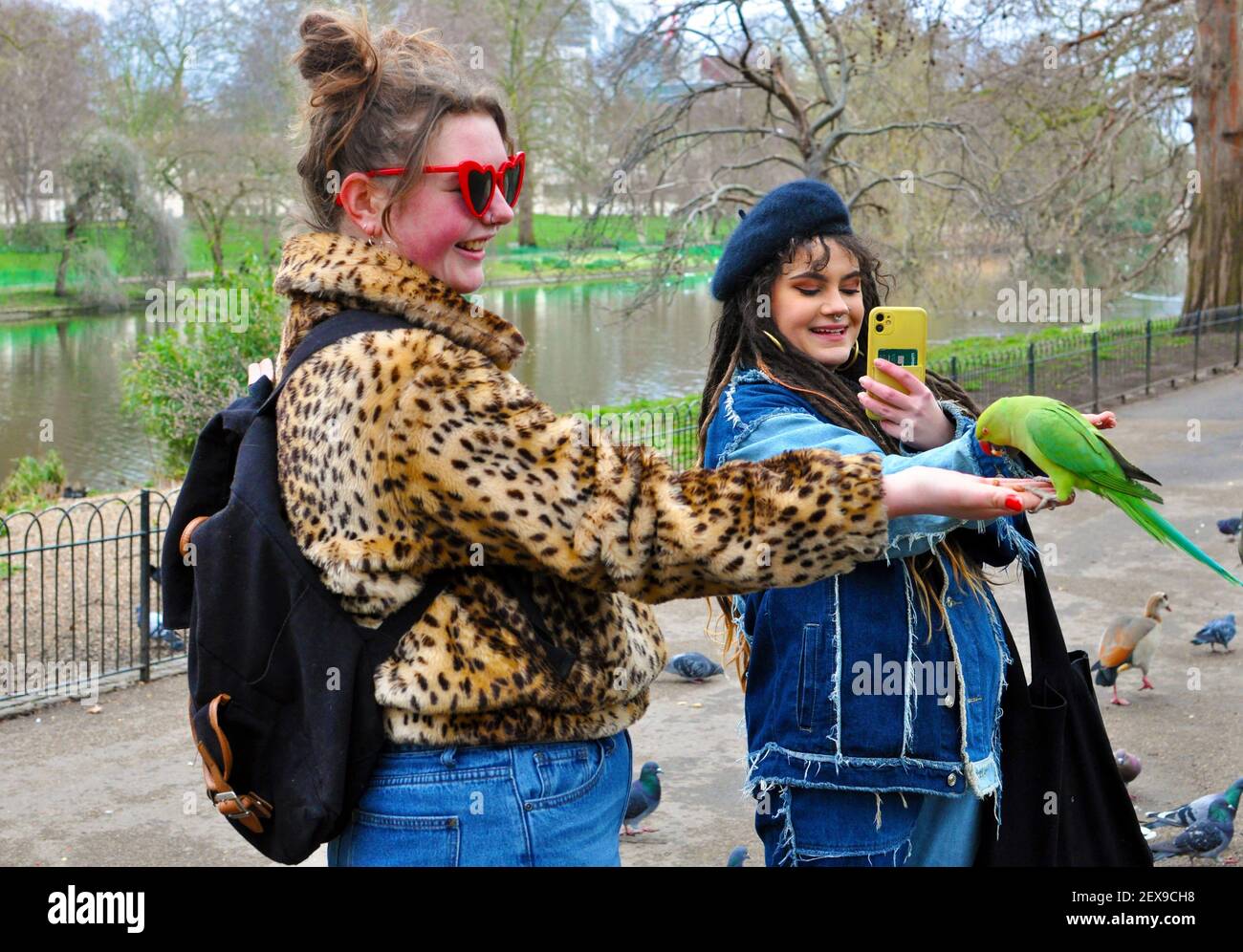 London, UK, 4 March 2021 People feeding parakeets in St James Park ...