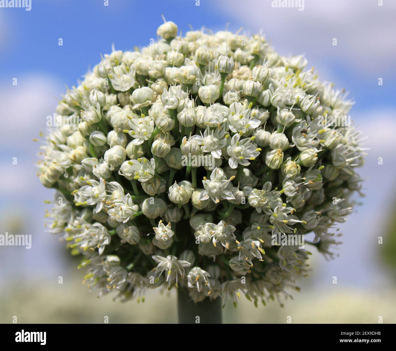 Onion flowers hi-res stock photography and images - Alamy