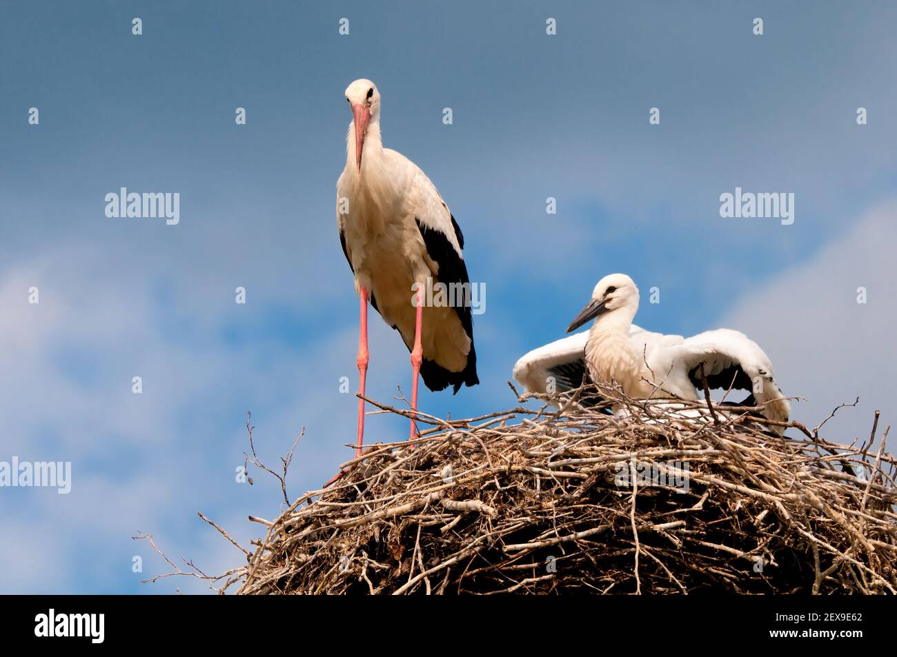 Clouds and storks hi-res stock photography and images - Alamy