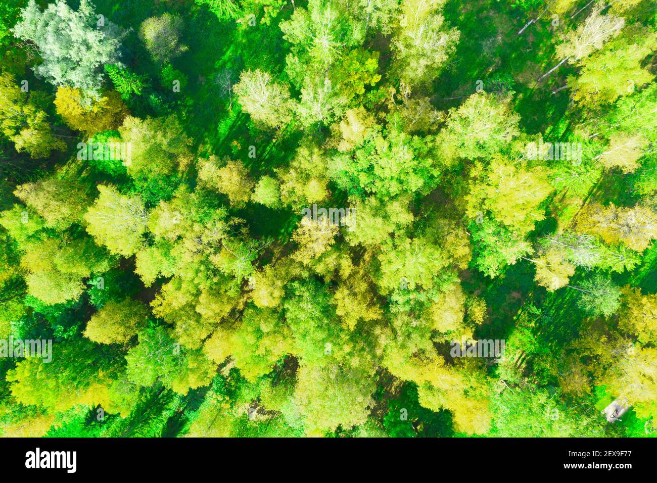 Green spring forest seen from above, top view Stock Photo - Alamy
