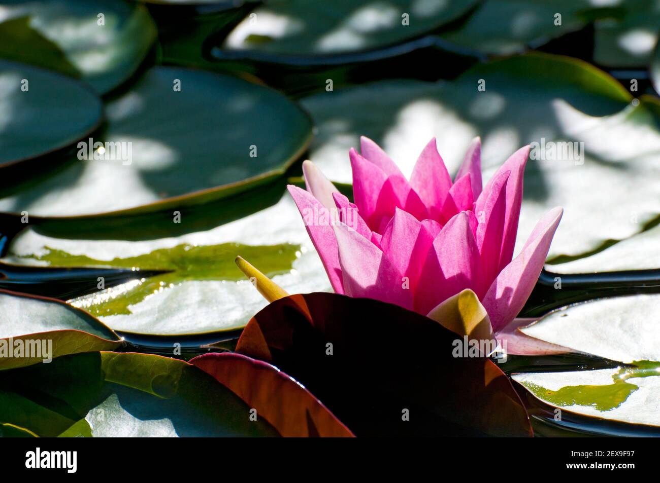 Pink Water Lily Stock Photo - Alamy