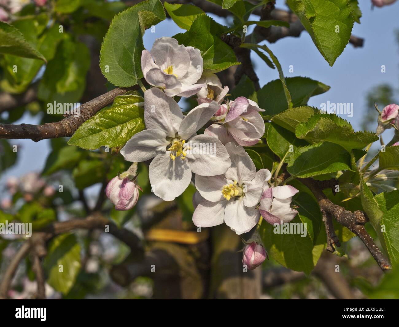 Apple Blossoming at Reclaimed Marshland, Germany Stock Photo - Alamy