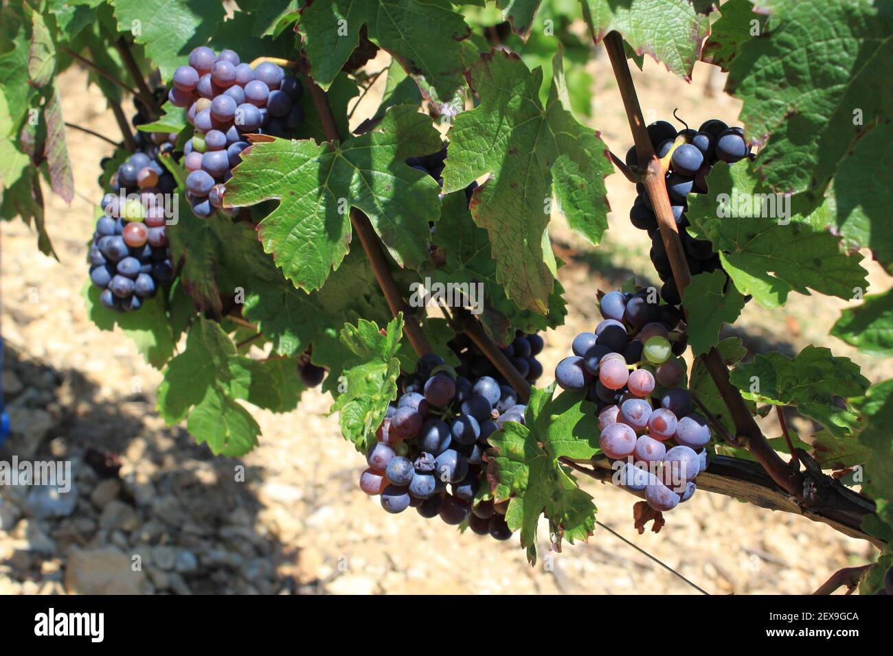 Bunch of grapes Stock Photo - Alamy